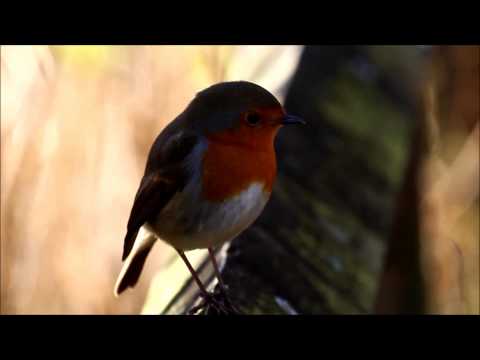 Friendly Robin