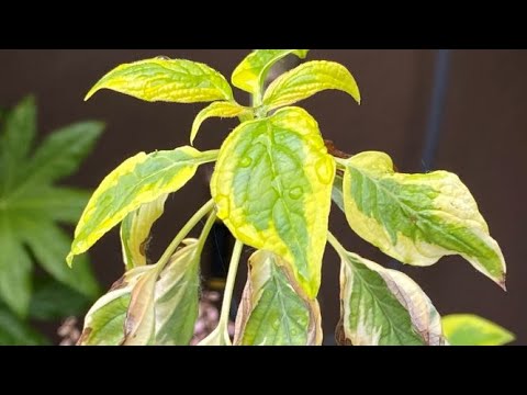 Pagoda Dogwood, Golden Shadows - A Close Call June 5