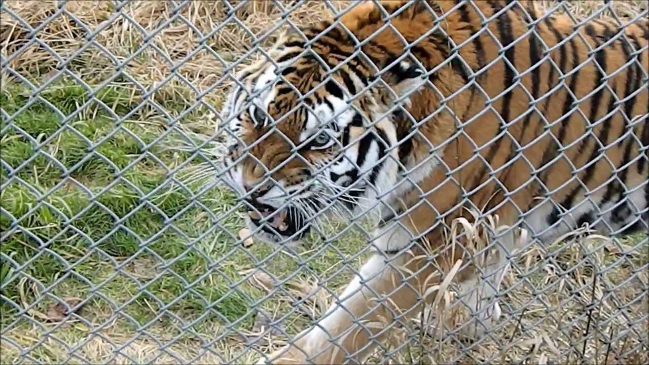One pissed off tiger!!