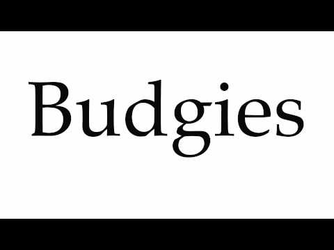 How to Pronounce Budgies
