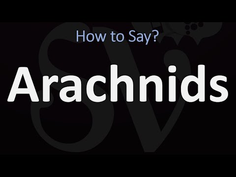 How to Pronounce Arachnids? (CORRECTLY)