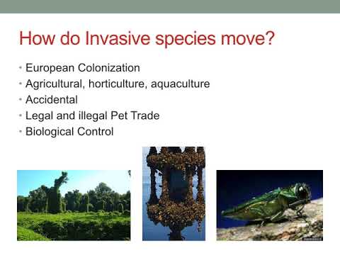 L5 4 2 BI458 Threats to Biodiversity Invasive Species