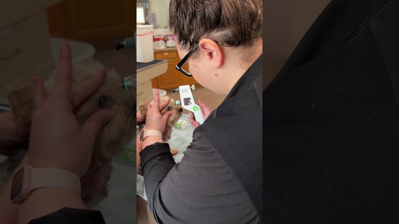 Penn Foster Vet Tech - Skill 18 Tonometry