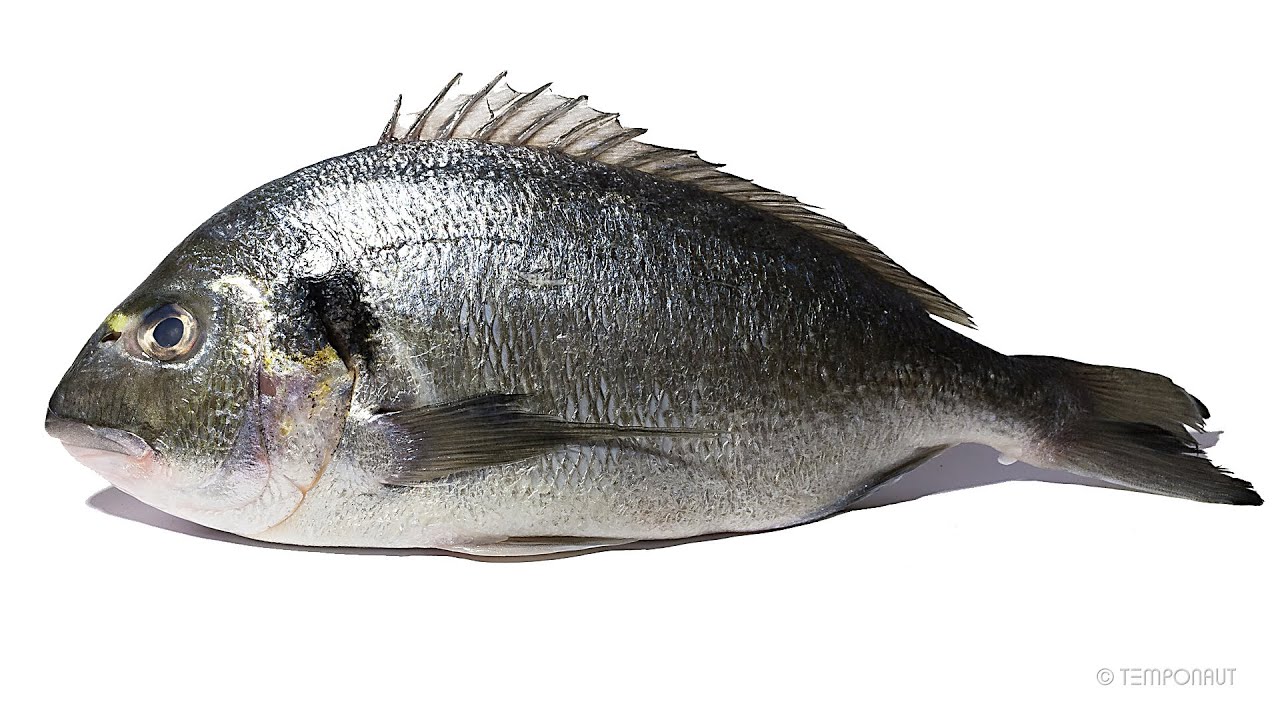 Fish Eaten By Maggots Timelapse