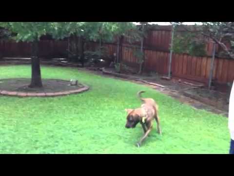 Plott Hound Play