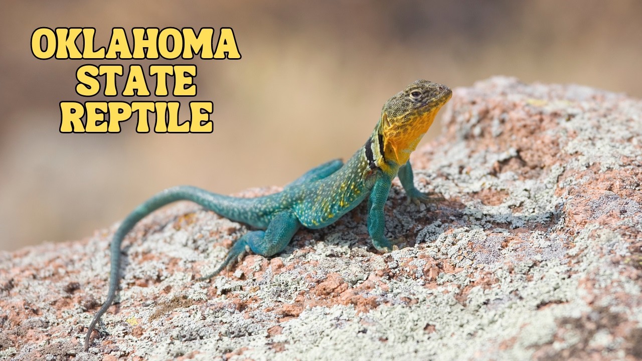 Eastern Collared Lizard: Oklahoma's State Reptile