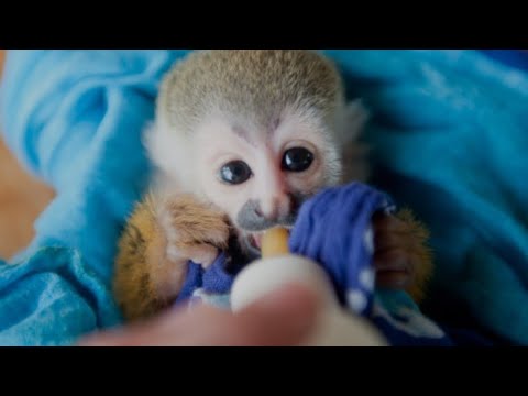 Why Squirrel Monkeys Should Never Be Pet
