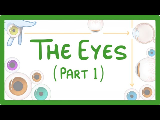Understanding the Structure of the Eye and How the Iris Reflex Controls ...