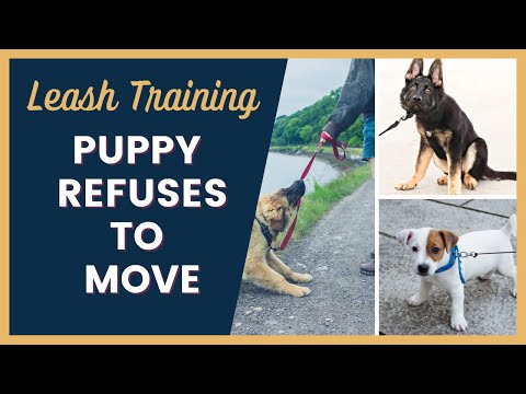 Leash Training a Puppy That Refuses to Walk