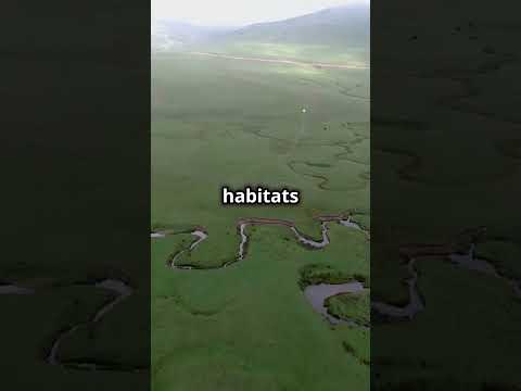 The Science of Why Rivers Meander