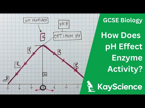 The Effect of pH on Enzyme Activity - GCSE Biology | kayscience.com