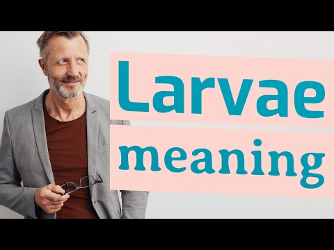 Larvae | Definition of larvae 📖
