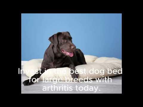 best dog bed for large breeds with arthritis #shorts