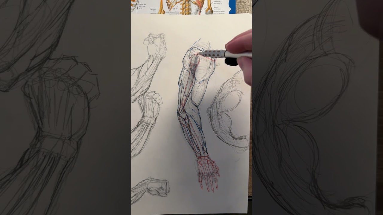 Anatomy 101 #drawing #drawingtutorial #funny #fyp