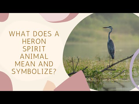 What Does a Heron Spirit Animal Mean and Symbolize?
