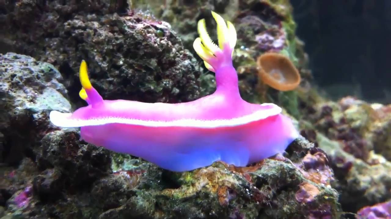 PURPLE SEA SLUG (16 MAR 2011) /58