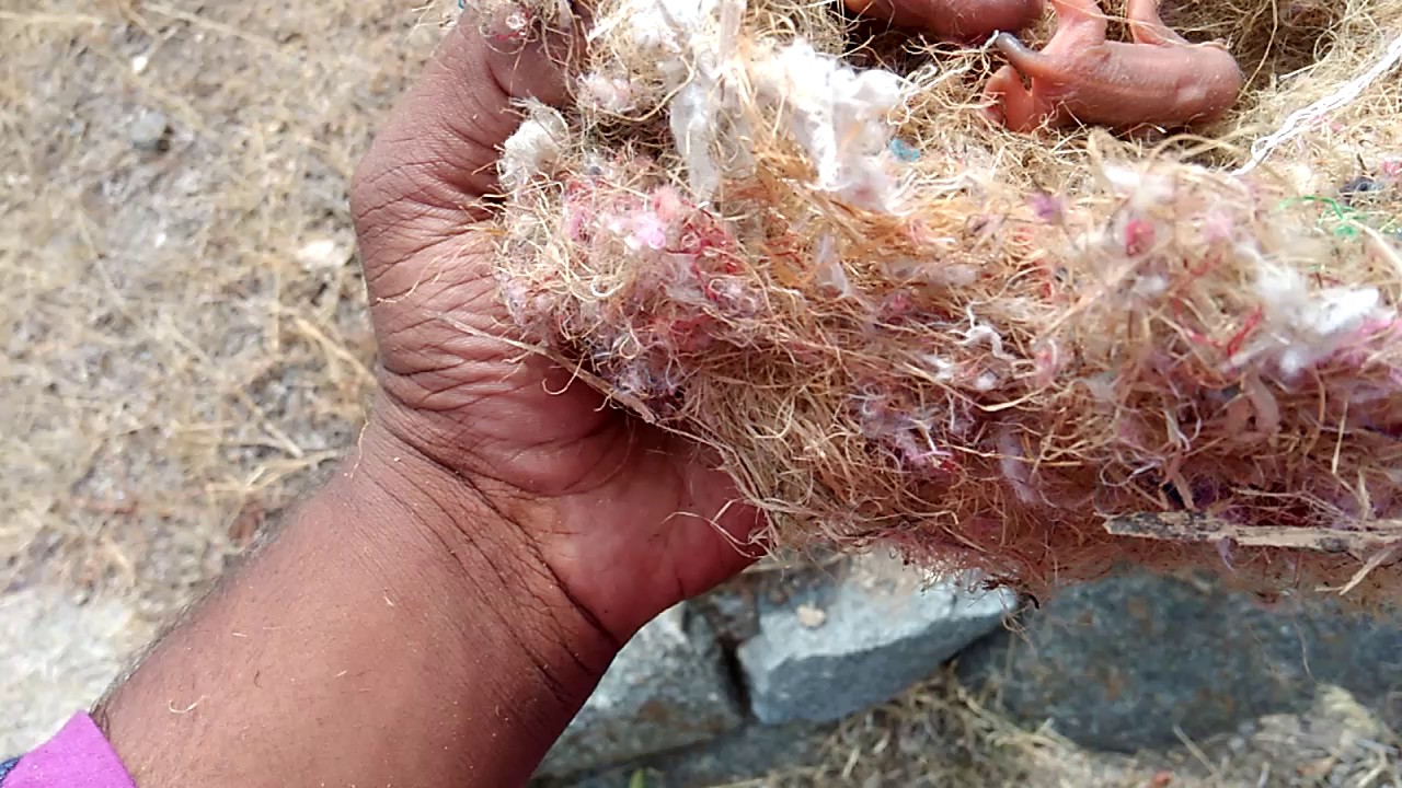 Baby indian palm squirrel