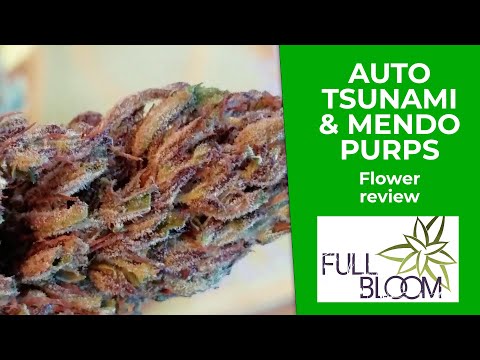 AUTO TSUNAMI & MENDO PURPS cbd hemp flower review! | Full Bloom Hemp | Ep. 50