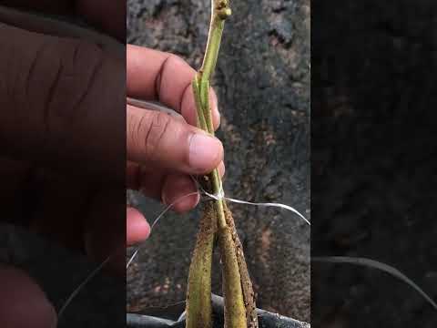 Multiple Durian Tree Grafting EP348