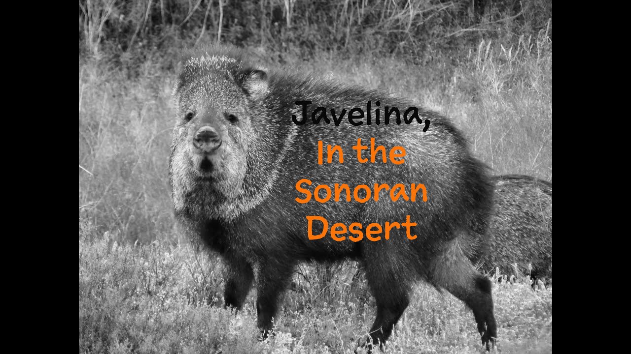 Javelina, in the Sonoran Desert