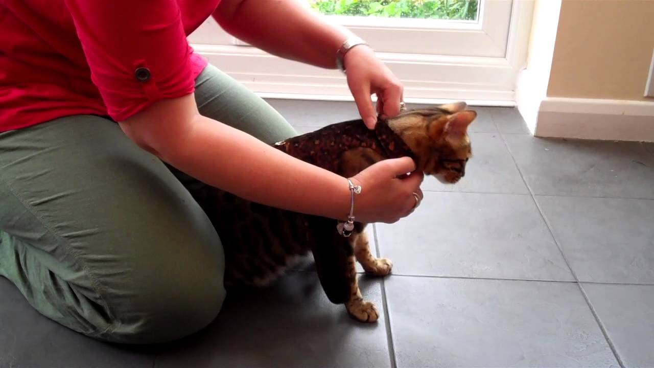 How To Put The Mynwood Cat Jacket On