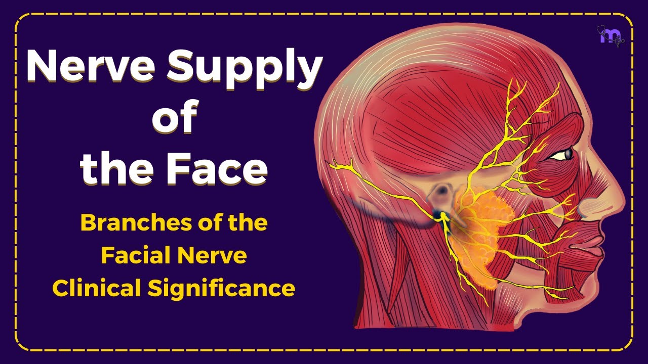 Nerve Supply of the Face | Branches of the Facial Nerve | Clinical Significance | Anatomy | Animated