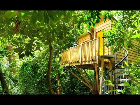 You won't want to leaf! Luxury secluded treehouse costs £200 a night as romantic getaway
