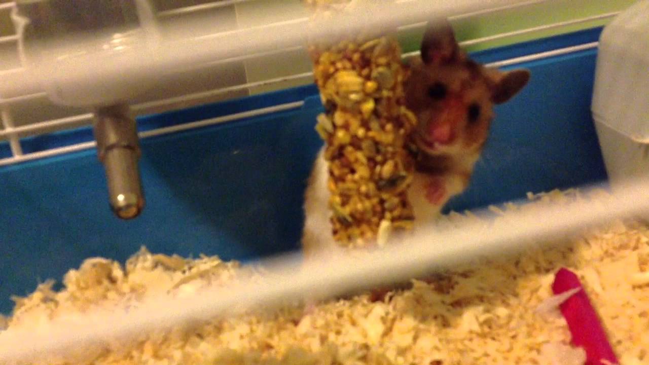 Mr Humphrey The Movie Trailer