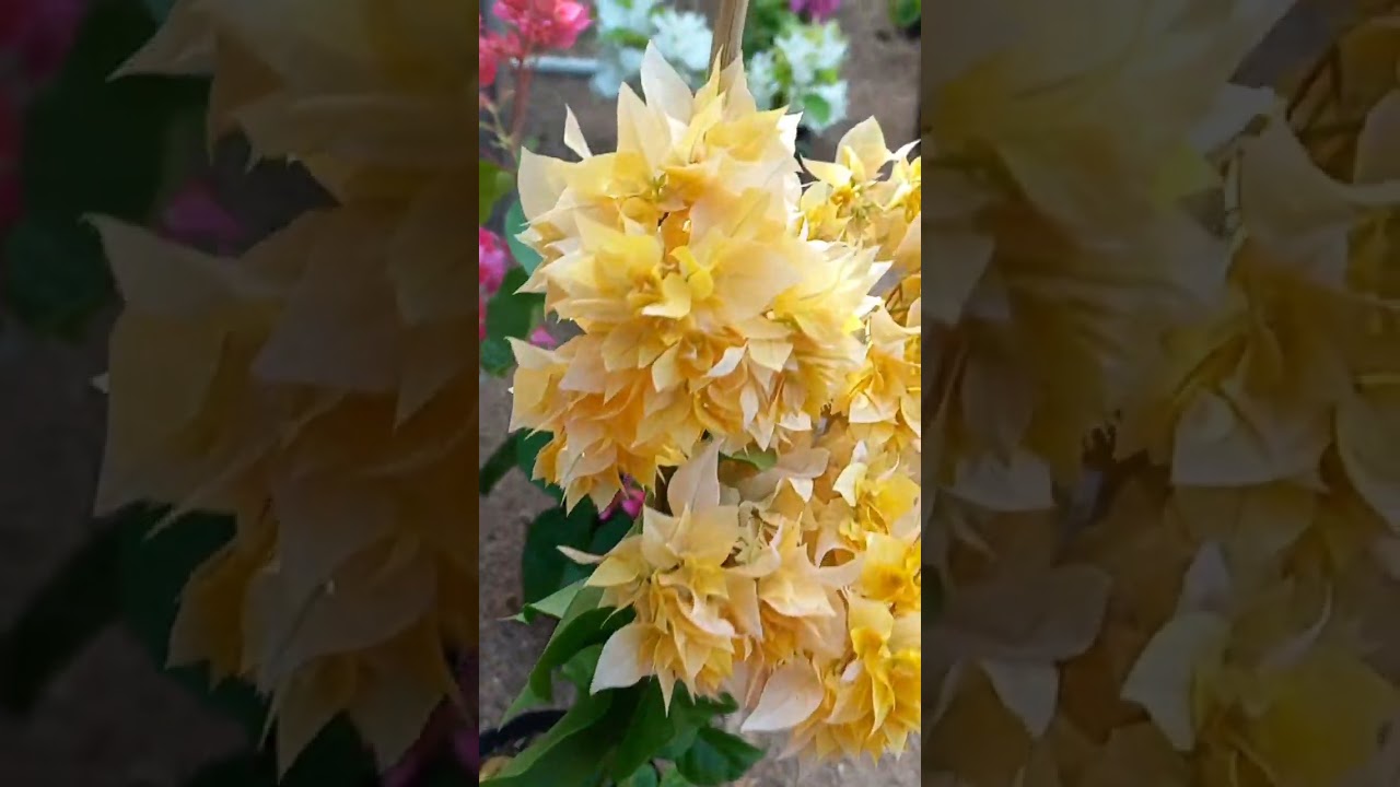 FLASH SALE BOUGENVILLE WA 089694114350