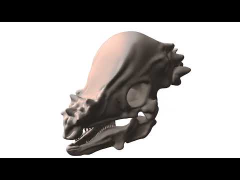 💀 Pachycephalosaurus 3D skull・ STL File for 3D printing and CNC ...