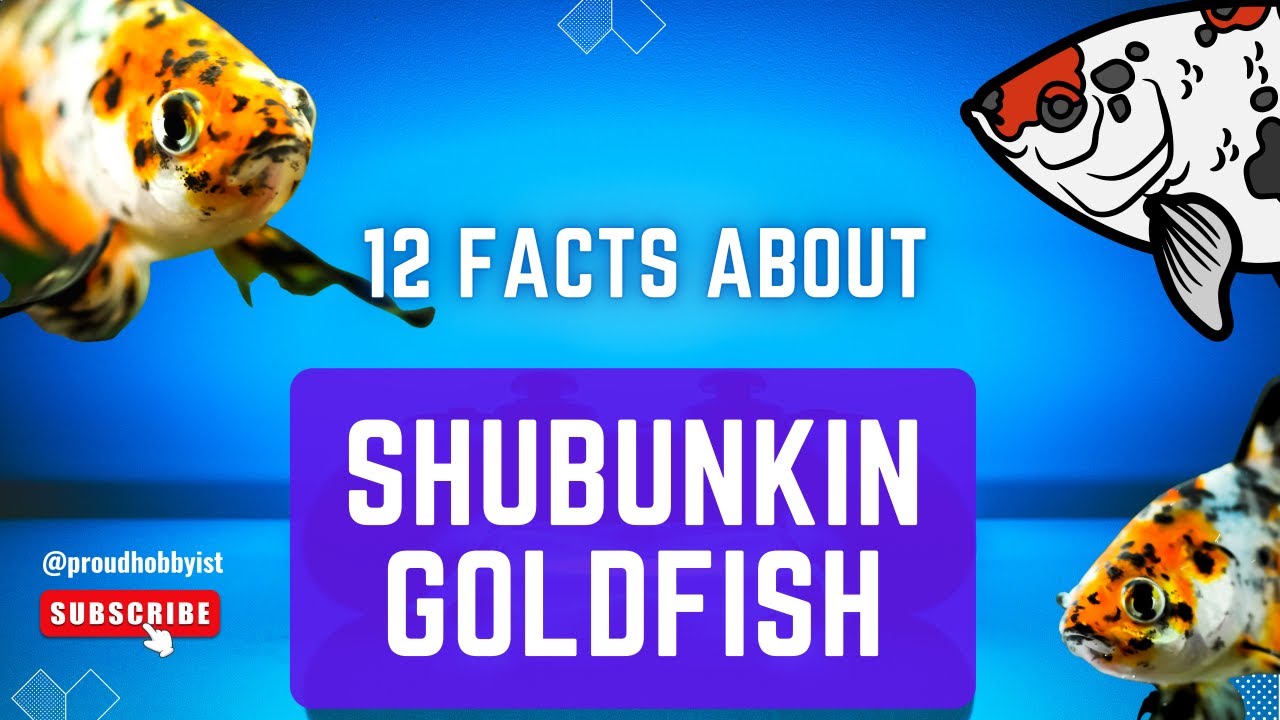 12 Facts about Shubunkin Goldfish | Calico Goldfish | Shubunkin Goldfish | Proud Hobbyist