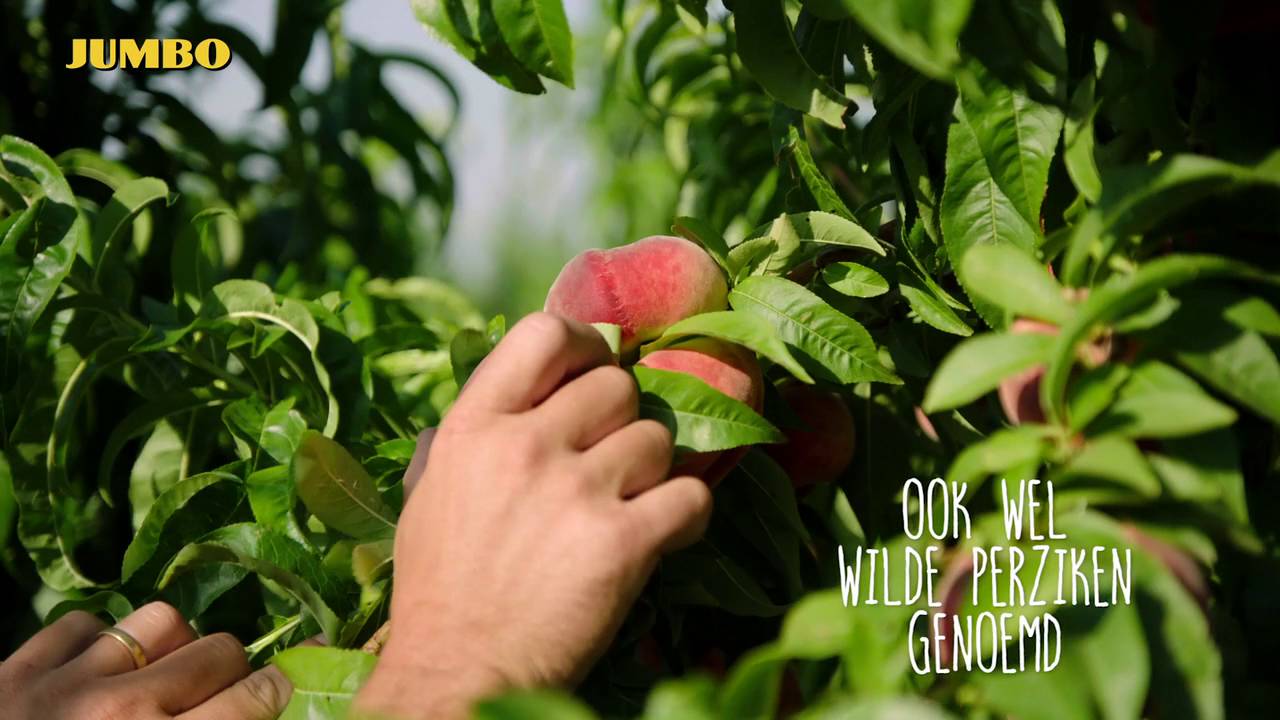 Perzik maken? Bekijk onze perzik recepten | Jumbo