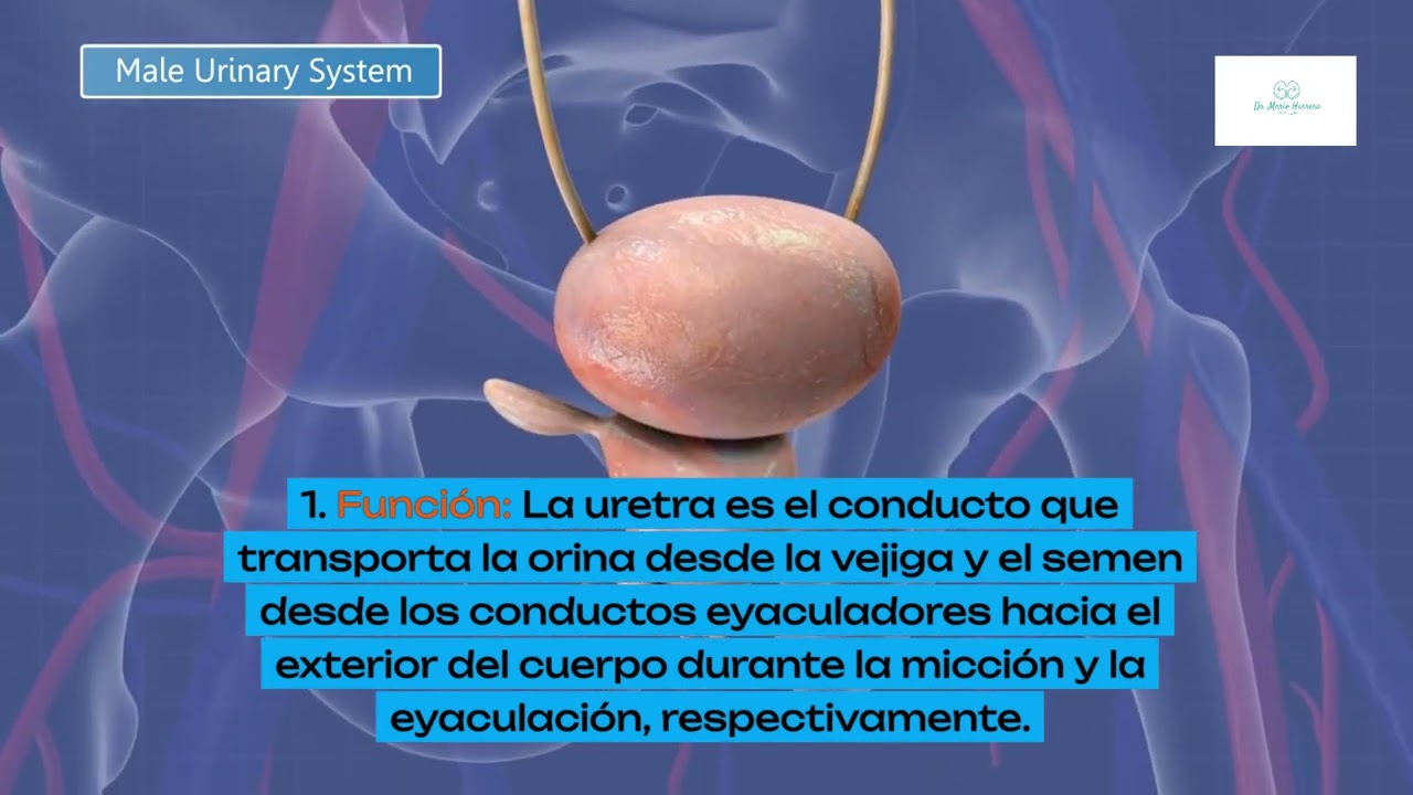 Qué Son Las Vias Seminales