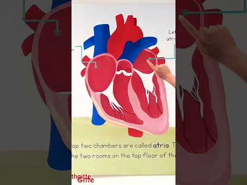 The Heart | Atria | Cardiology for Kids by Betty Nguyen and Brandon Pham | Inside tour Body for Kids