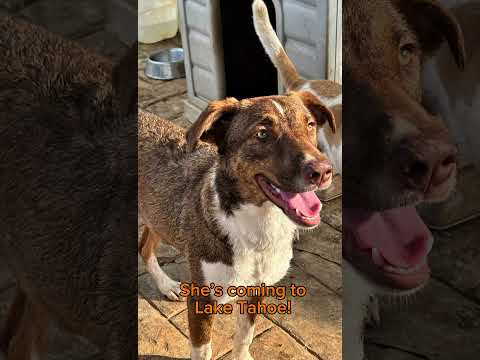 Dog for adoption - Flor, a Treeing Walker Coonhound & Labrador ...