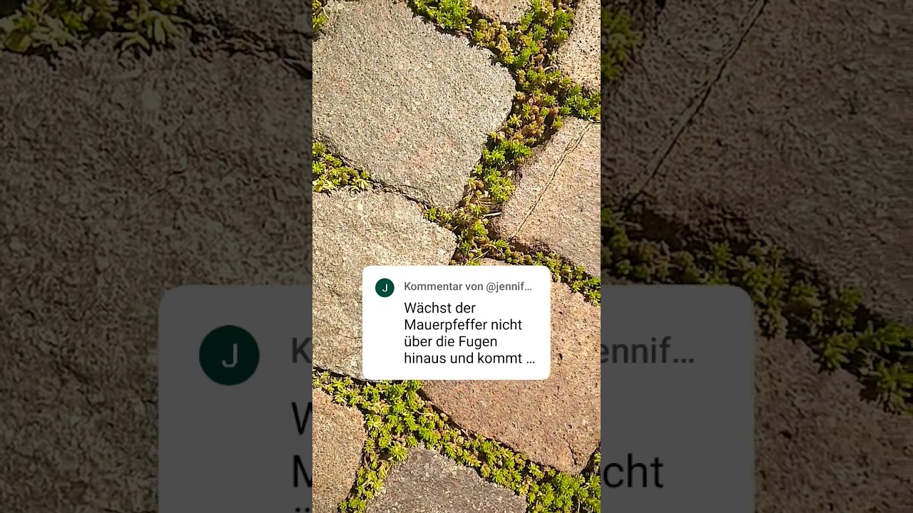 Mauerpfeffer als Begrünung für Pflastersteinfugen #garten #gartentipps #unkraut