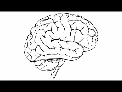 Brain Imaging at Multiple Size Scales