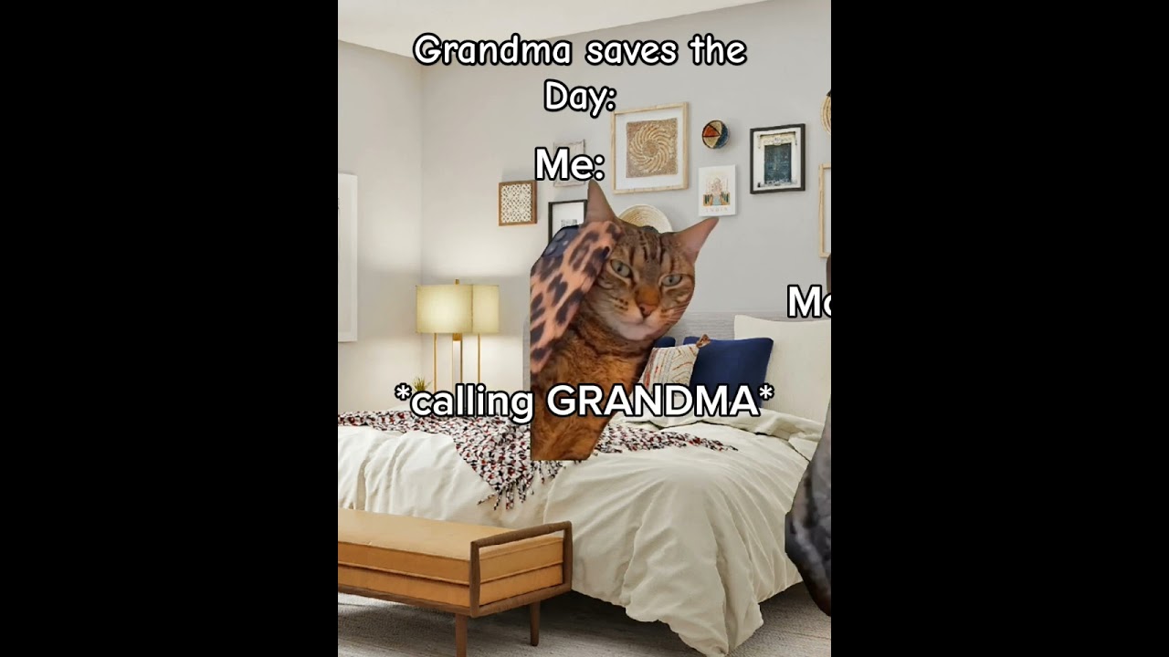 CAT MEMES 😺: grandma saves the day #catmemes