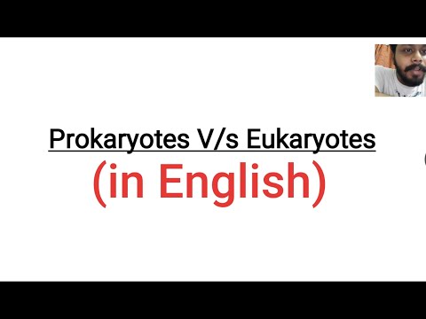 prokaryotes and eukaryotes differences