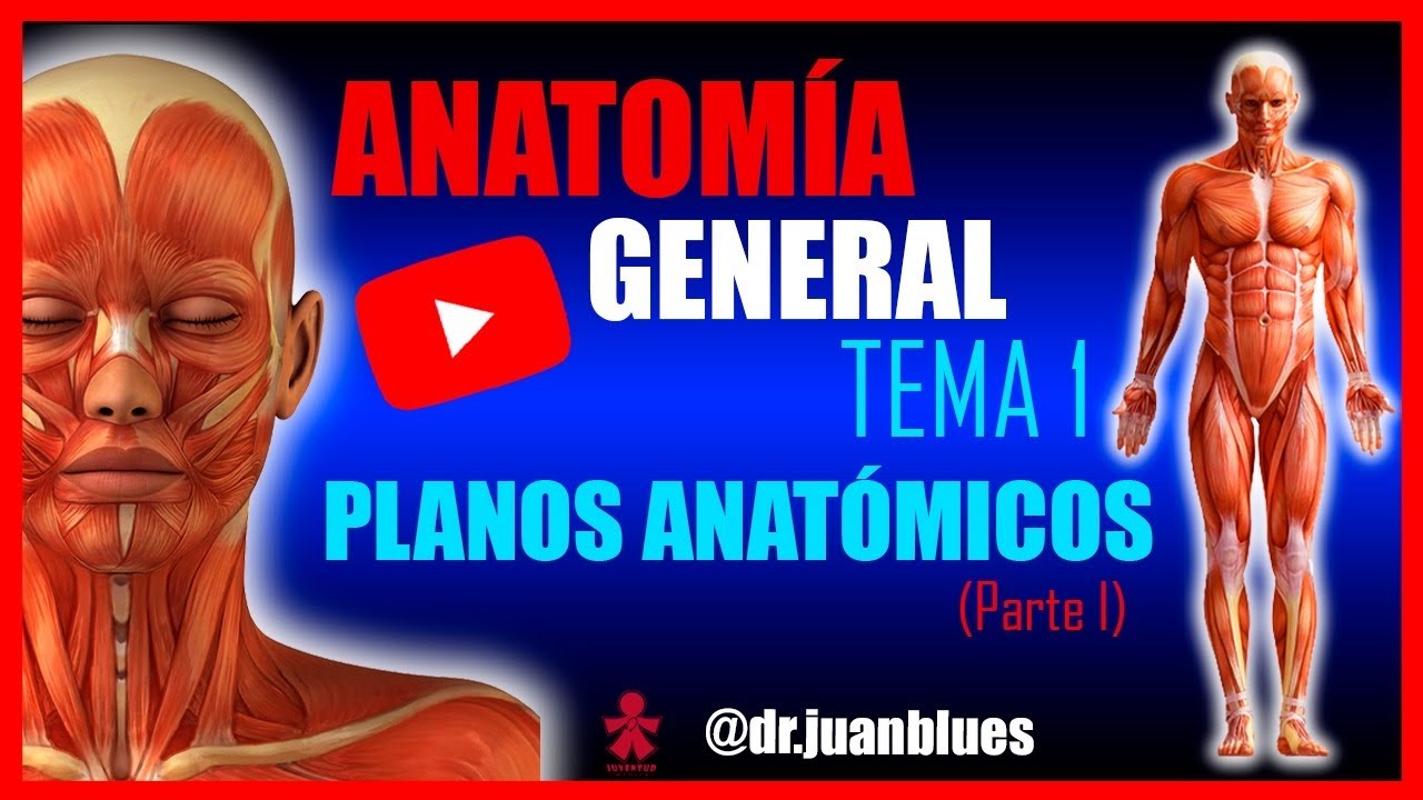 TOPIC 1: ANATOMICAL POSITION // ANATOMICAL PLANES // POSITION TERMS #Anatomy