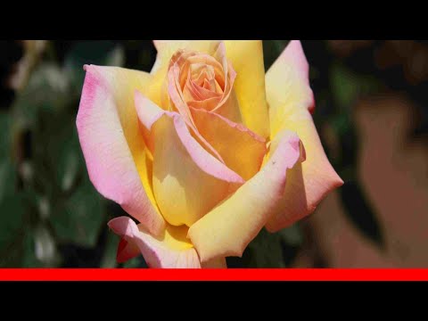 10 Hybrid Tea Roses To Add To Your Garden 🛋️