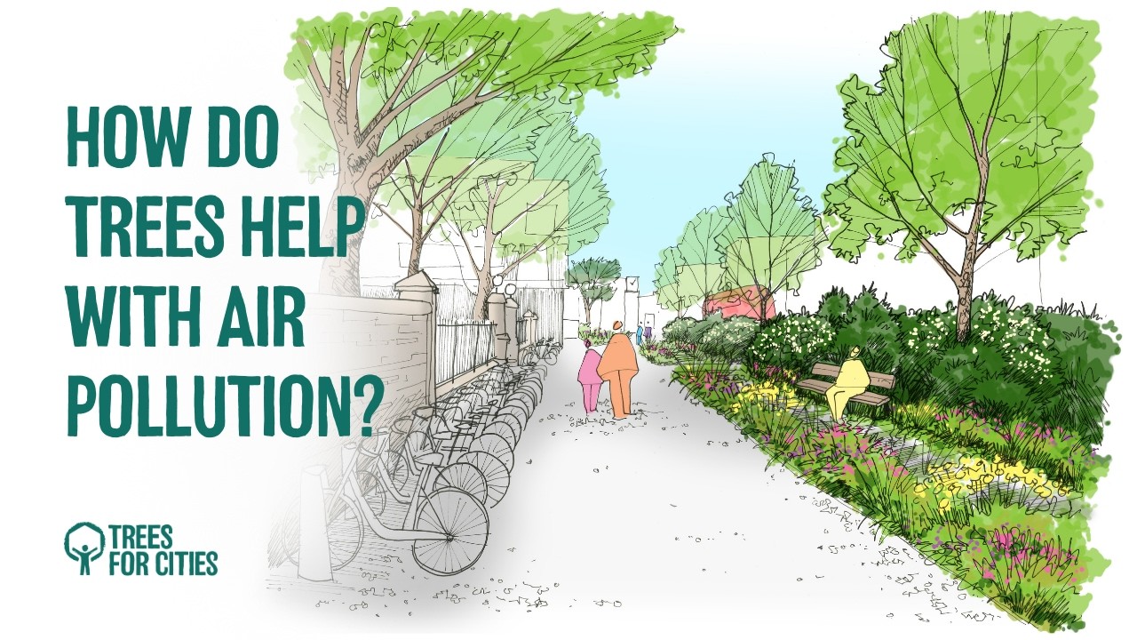 How do trees help with air pollution?
