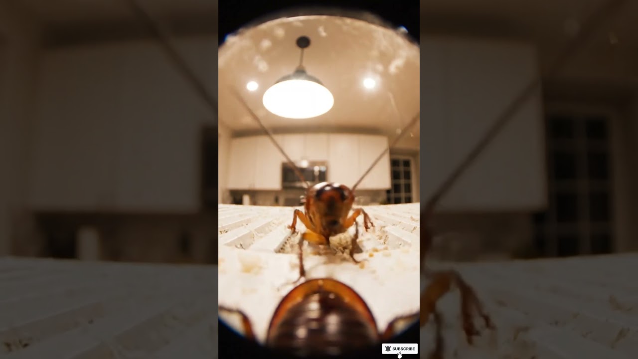 POV Cockroach With a Tiny Action Camera 🪳📹