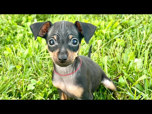 Min Pin Puppies!! | Dogs & Puppies for Rehoming | Chatham-Kent | Kijiji Classifieds