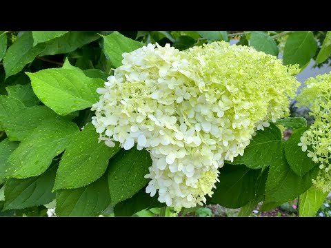 Limelight Hydrangea Tree Before and After Rain (Part 1): Why It Happens