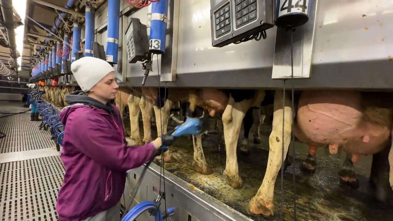 The Girl Cleans the manure in the stem for the cows