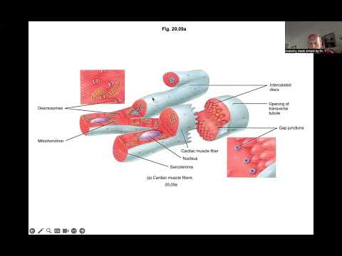 Cardiovascular system physiology - Part 5