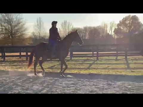 Adoptable Horses from SecondStride.org What A Night December 2023 w/t/c