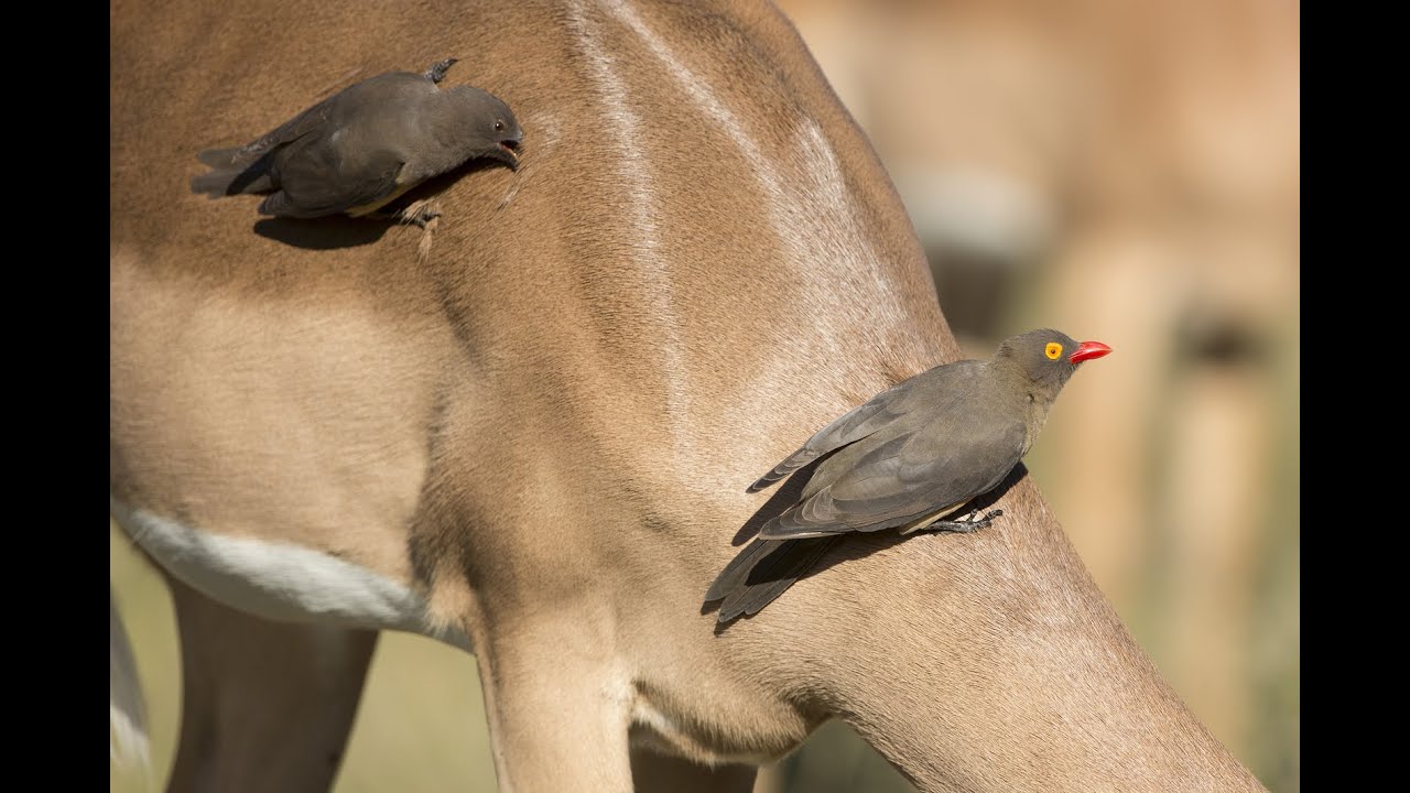 Amazing Facts About The Oxpecker