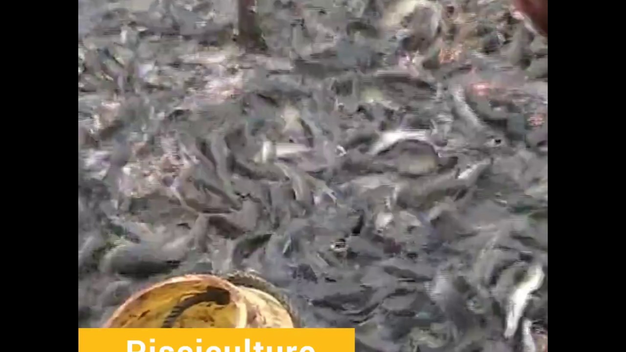 Fish Fish More Fish............( Pisciculture )